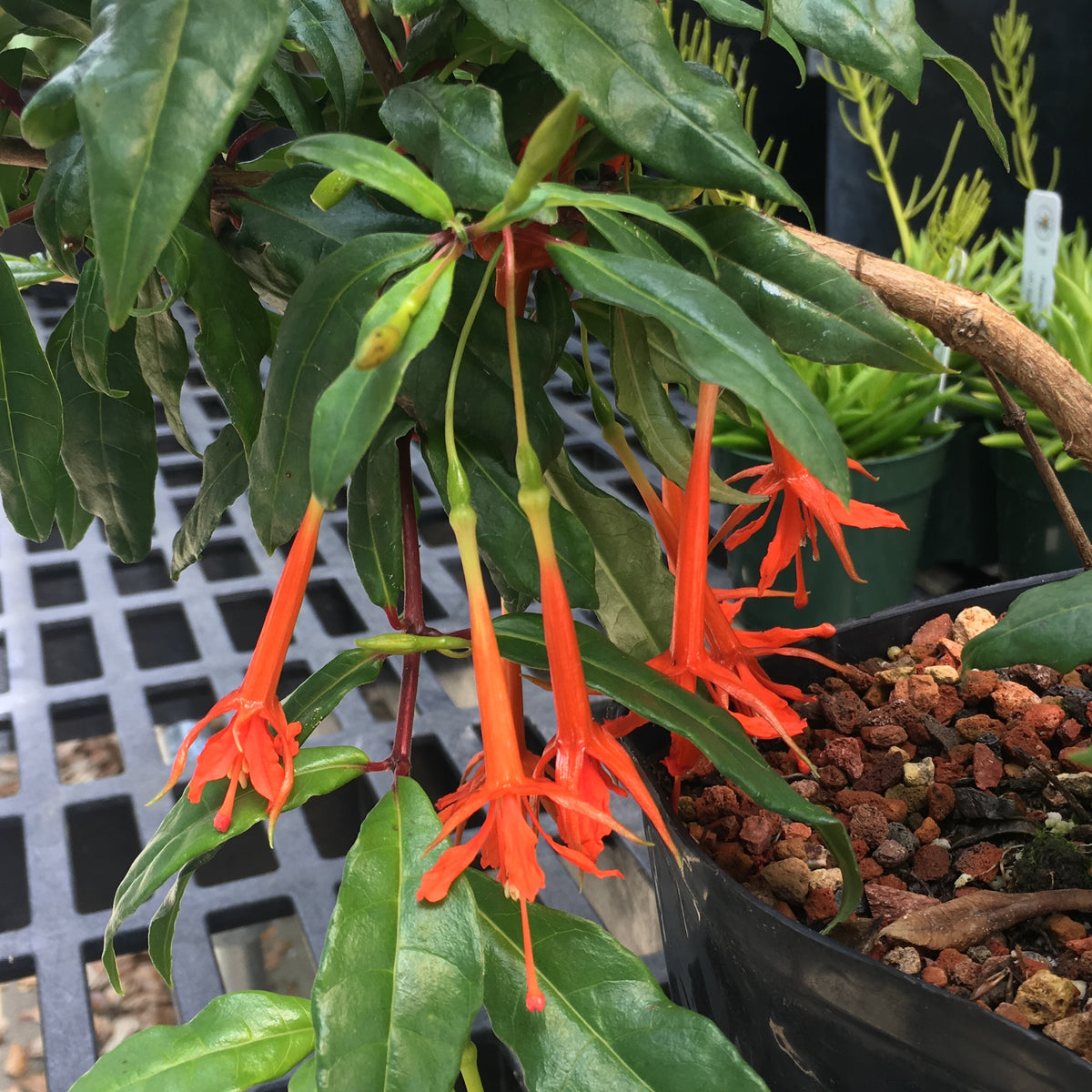 Fuchsia venusta - 1 gallon plant – Norrie's Gift and Garden Shop at the ...