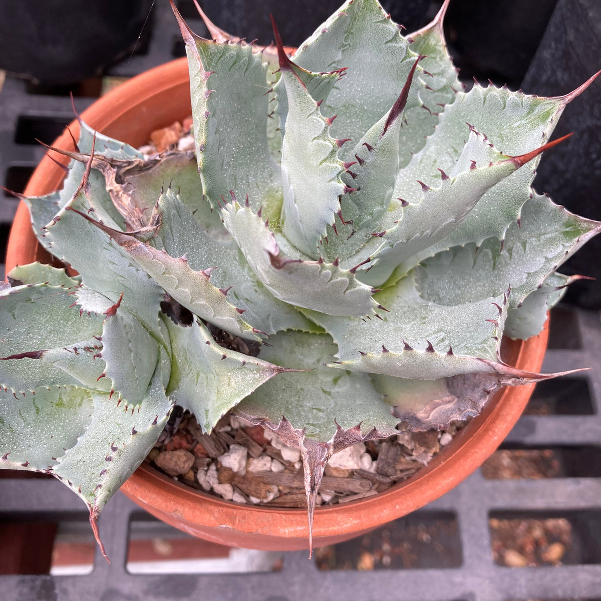 Agave sp. - 2 gallon plant – Norrie's Gift and Garden Shop at the UC ...