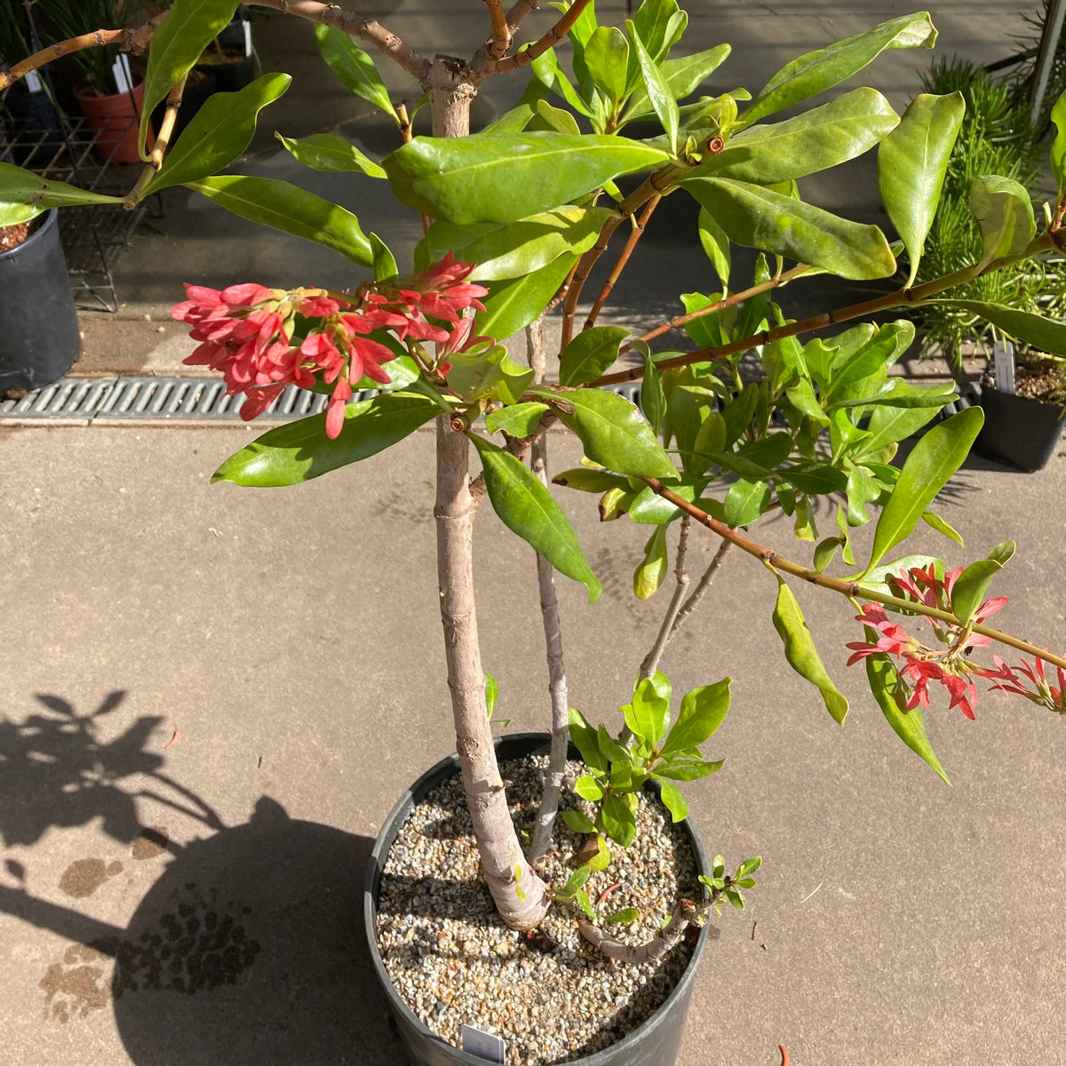 Alberta magna - 2 gallon plant – Norrie's Gift and Garden Shop at the ...