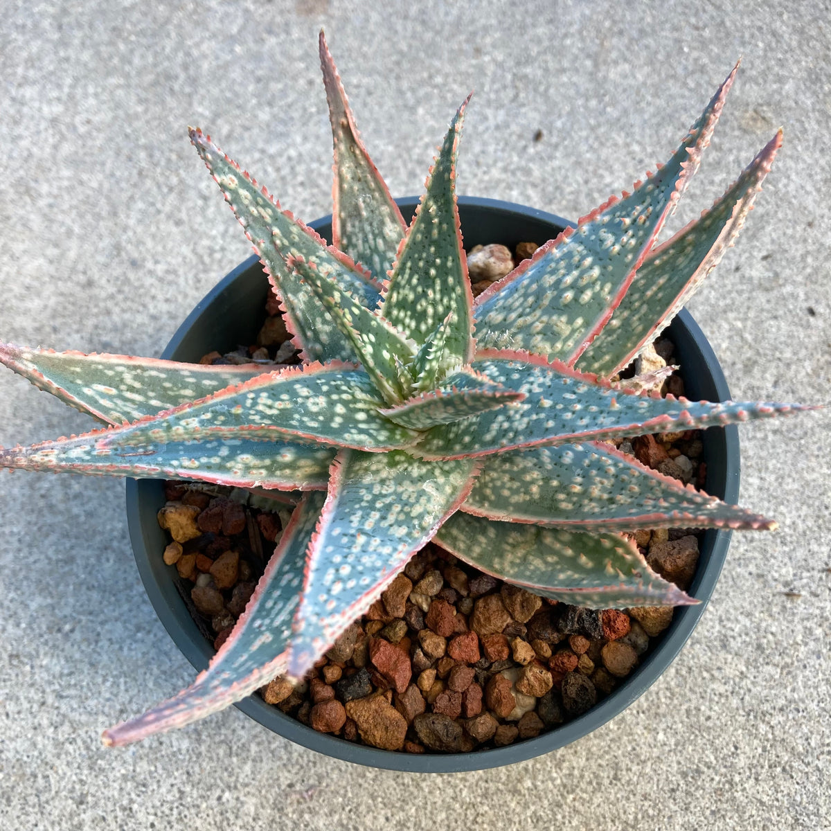 Aloe 'Pink Blush' - 5 inch plant – Norrie's Gift and Garden Shop at the ...