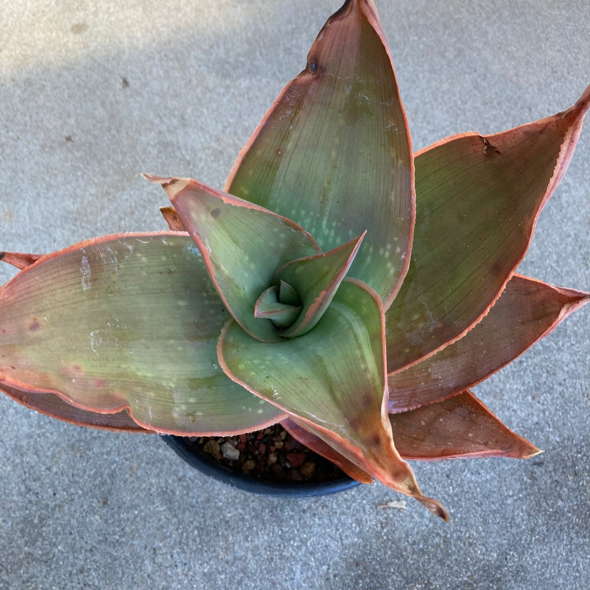 Aloe striata - 1 gallon plant – Norrie's Gift and Garden Shop at the UC ...
