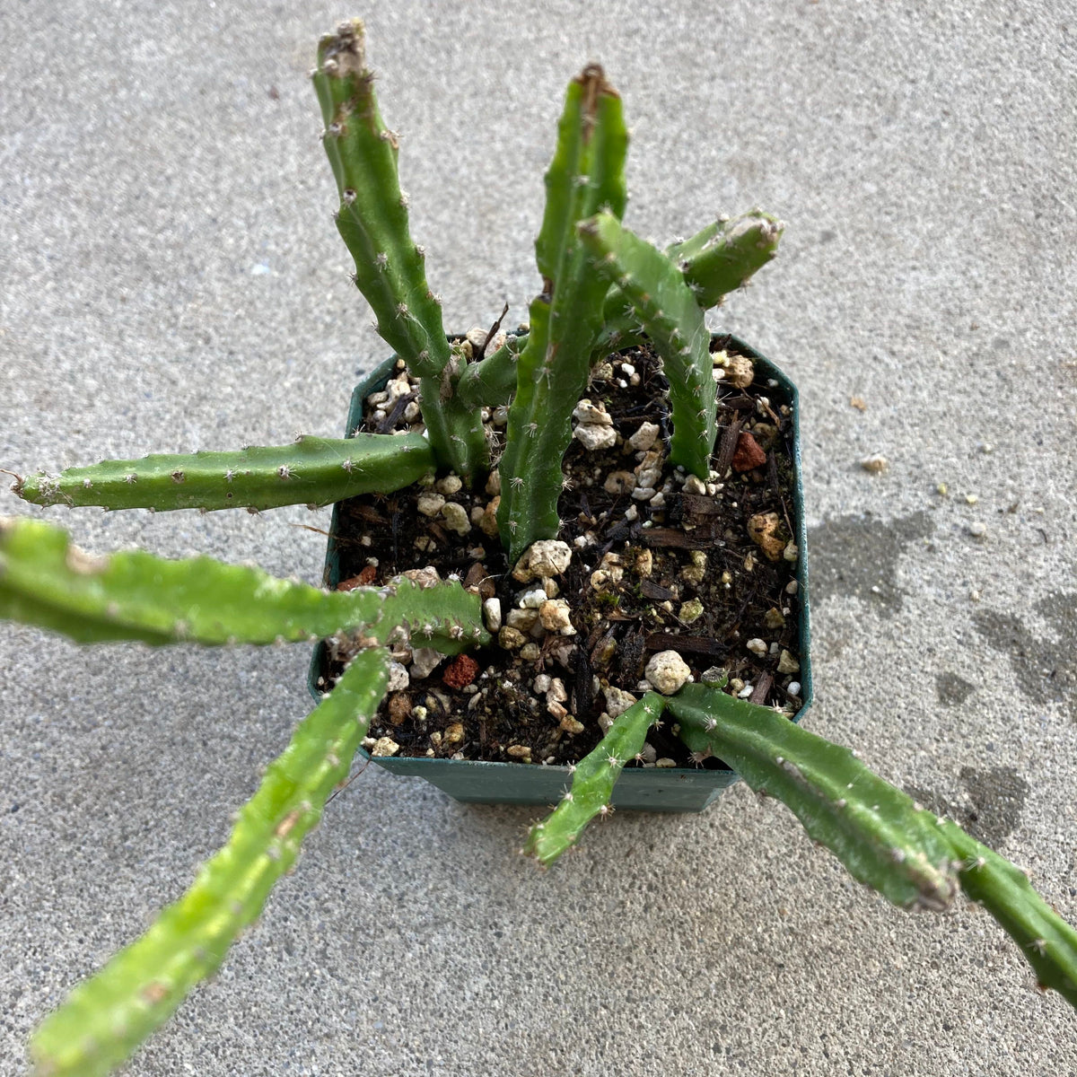 Aporophyllum 'Bright Pink' - 3.5 inch plant – Norrie's Gift and Garden ...