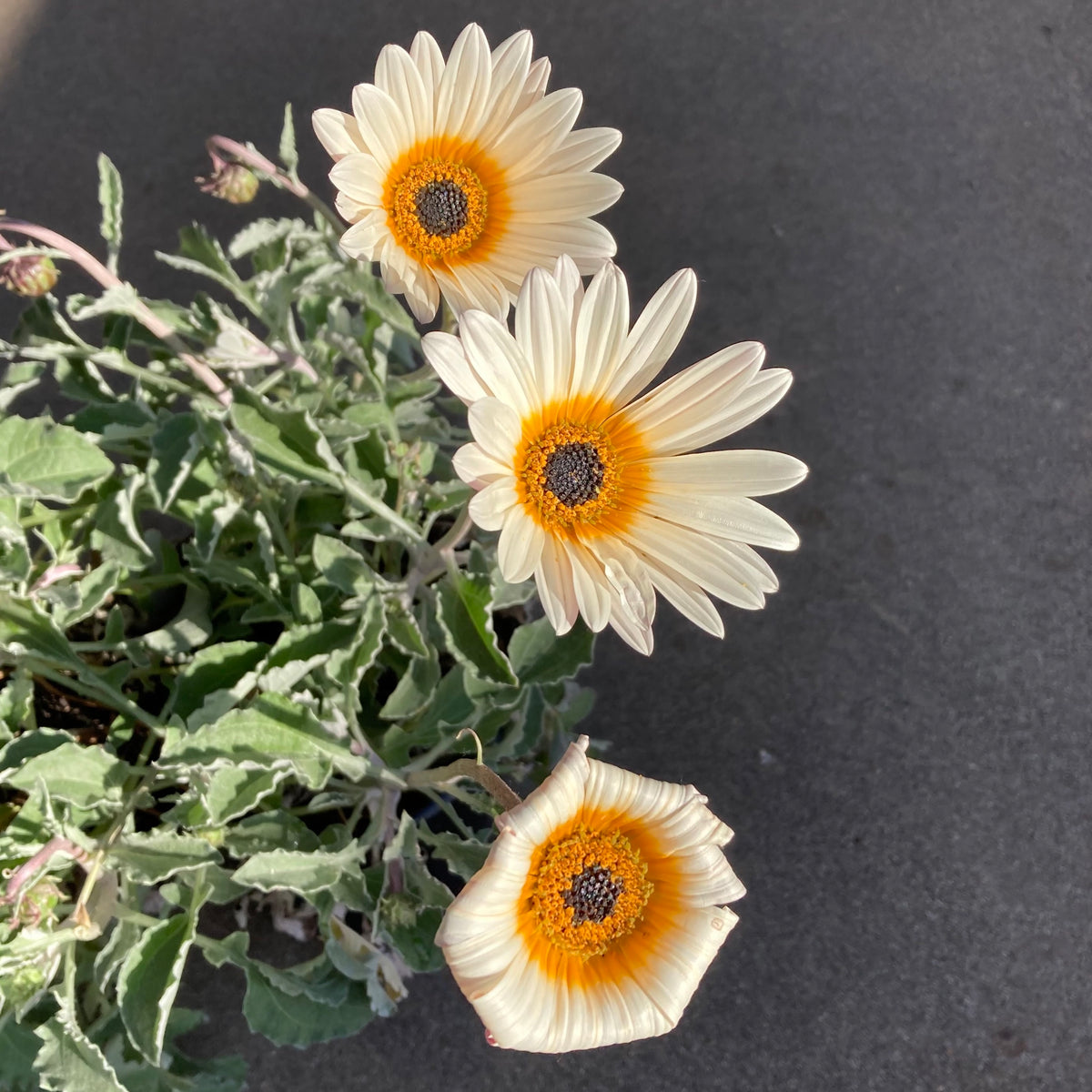 Arctotis (white) - 1 gallon plant – Norrie's Gift and Garden Shop at ...