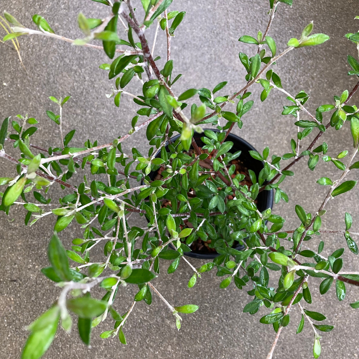 Corokia x virgata 'Geenty's Ghost' - 1 gallon plant – Norrie's Gift and ...