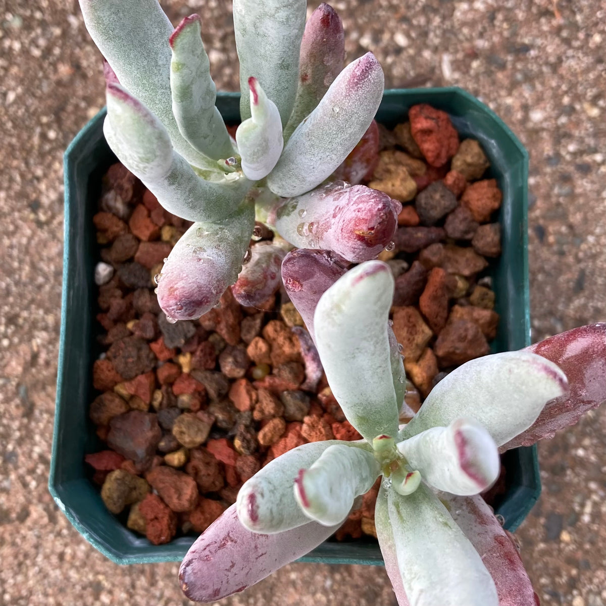 Cotyledon 'White Sprite' - 3.5 inch plant – Norrie's Gift and Garden ...