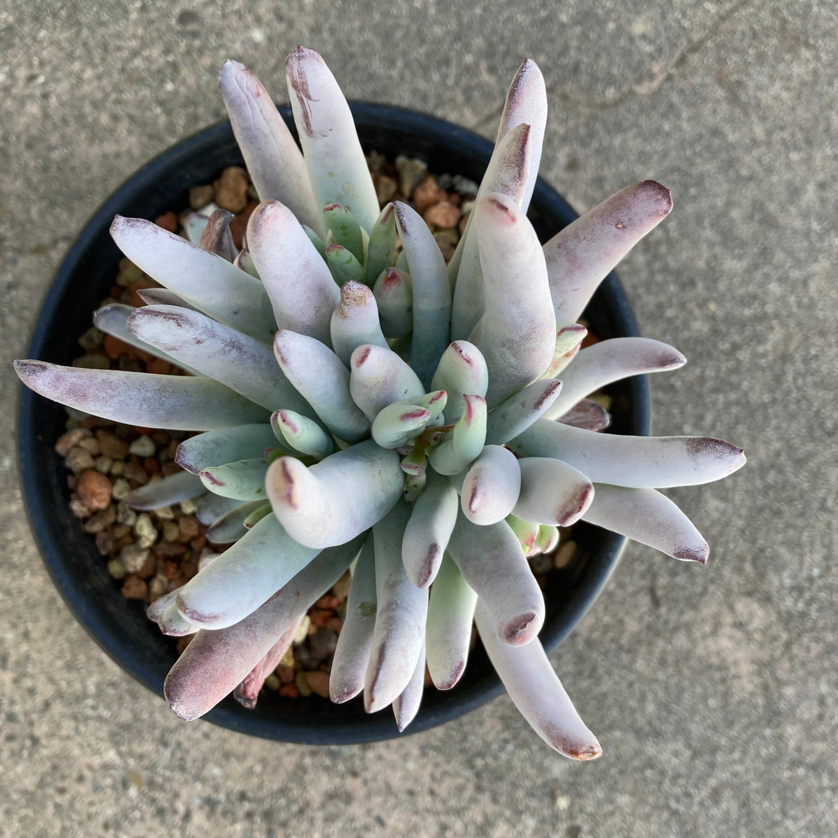 Cotyledon 'White Sprite' - 1 gallon plant – Norrie's Gift and Garden ...