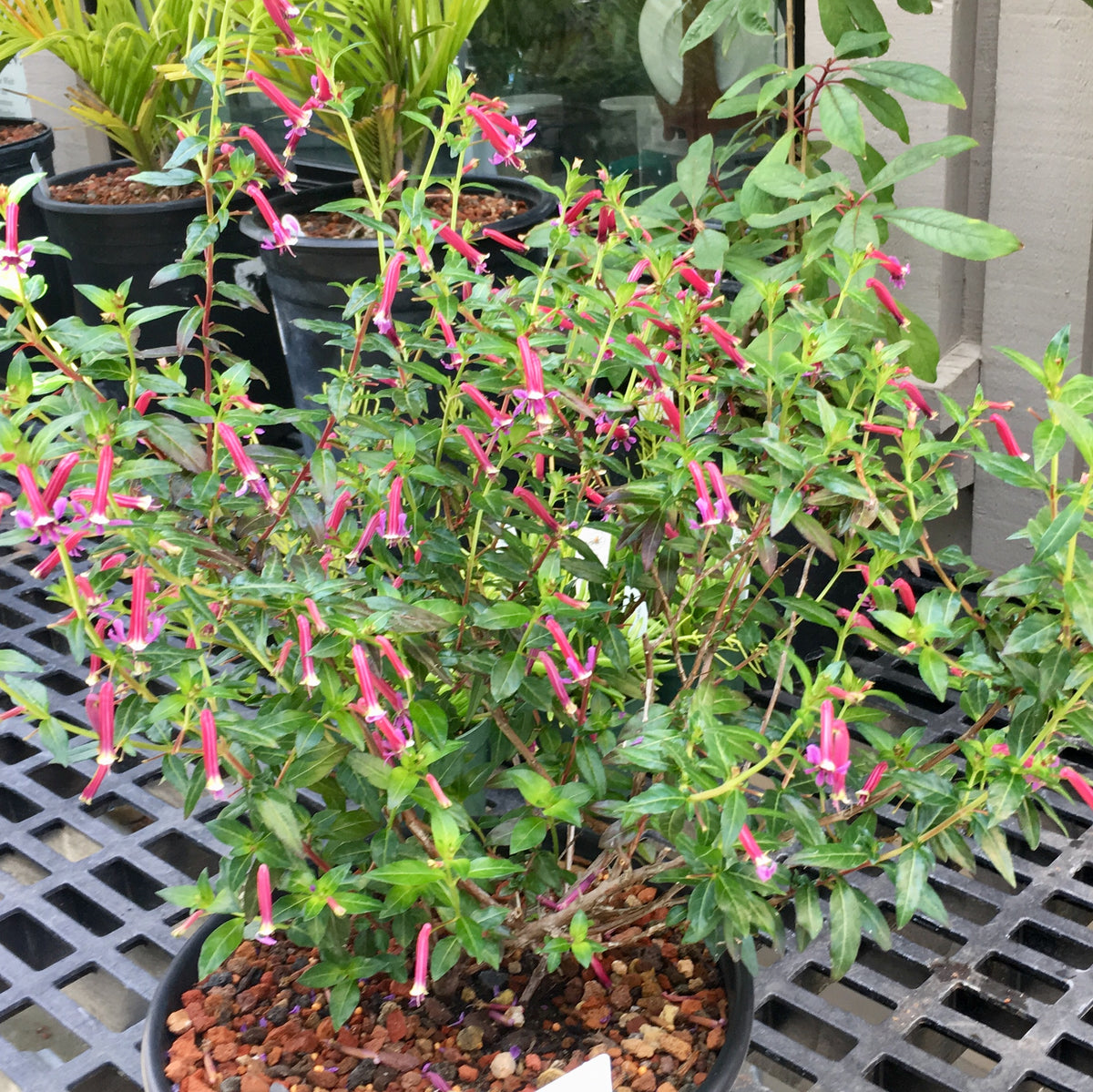 Cuphea 'Starfire Pink' - 2 gallon plant – Norrie's Gift and Garden Shop ...