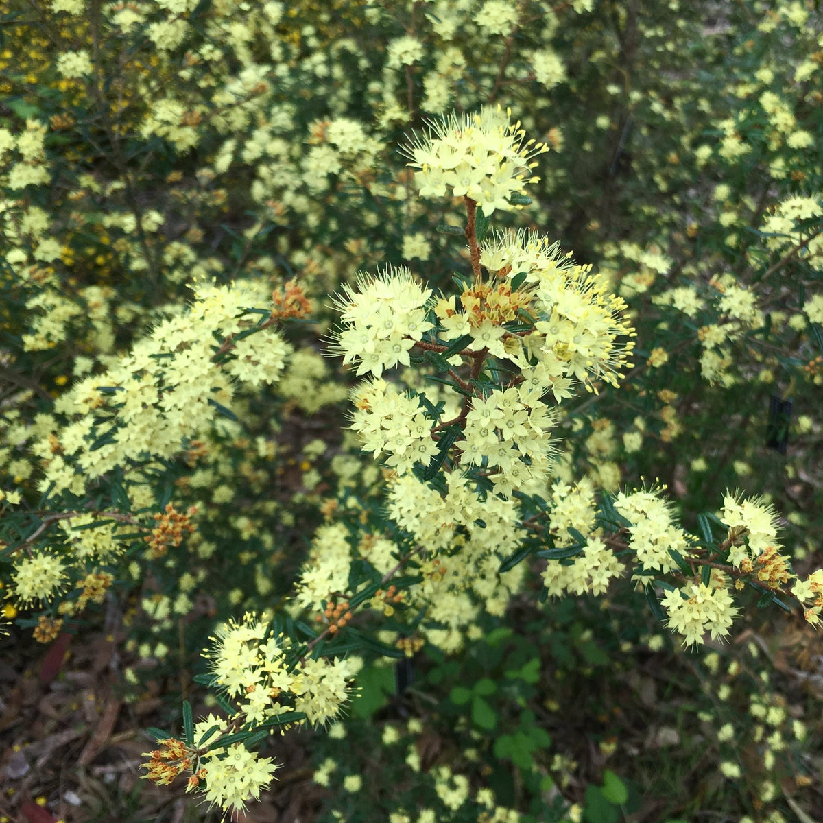 Phebalium squamulosum (grey leaf form) - 1 gallon plant – Norrie's Gift ...