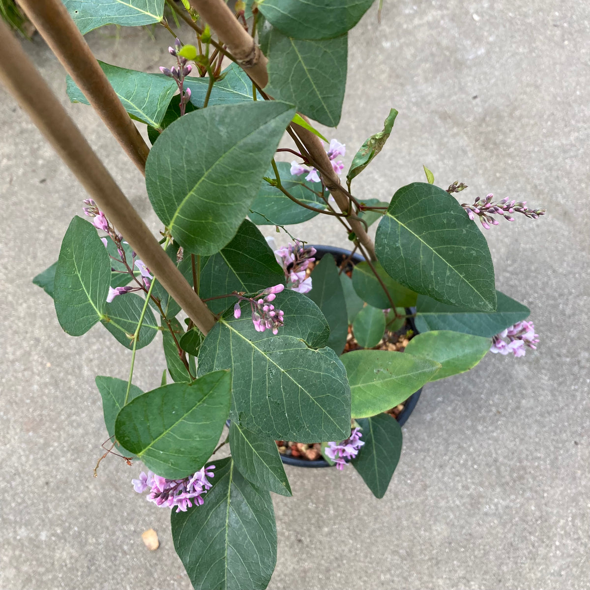 Hardenbergia violacea (pink flowered form) - 2 gallon plant – Norrie's ...