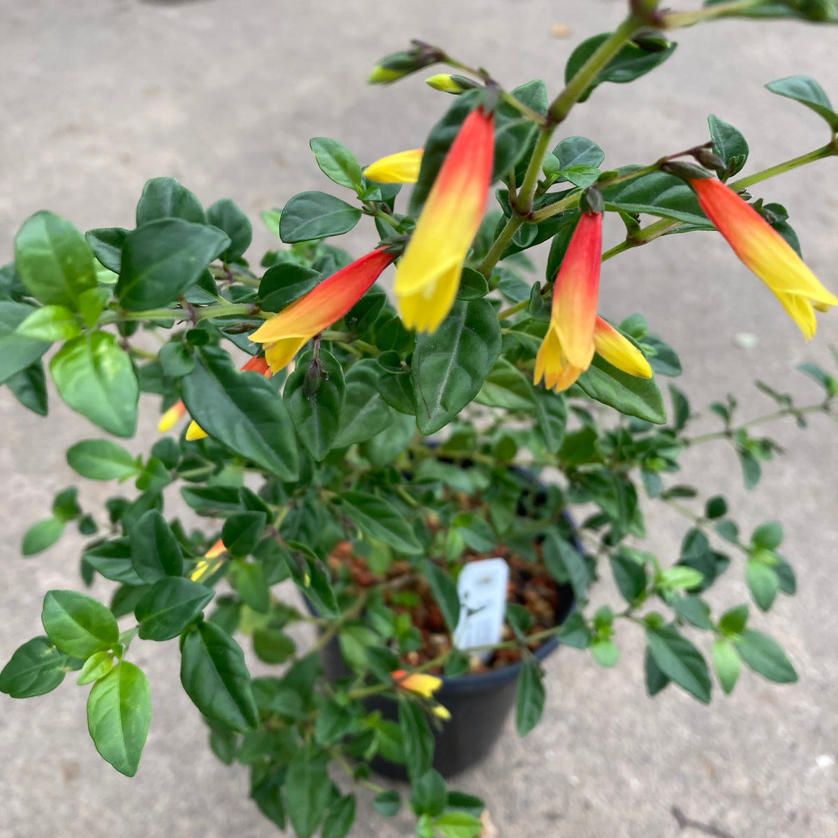 Justicia rizzinii - 1 gallon plant – Norrie's Gift and Garden Shop at ...