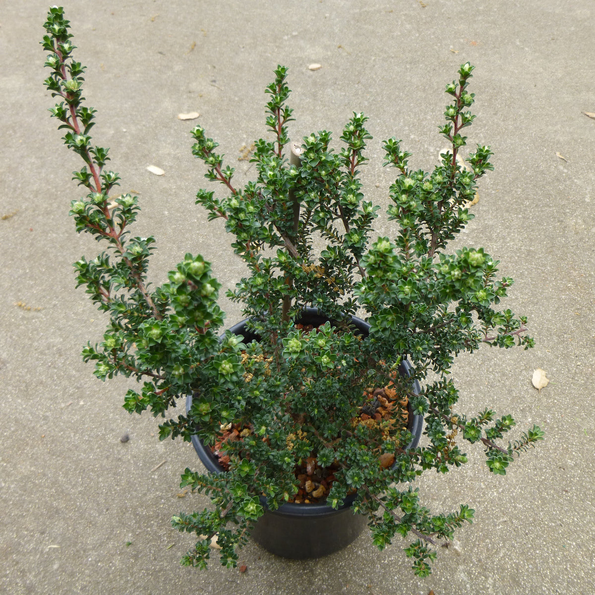 Kunzea badjensis 'Badja Blush' - 1 gallon plant – Norrie's Gift and ...