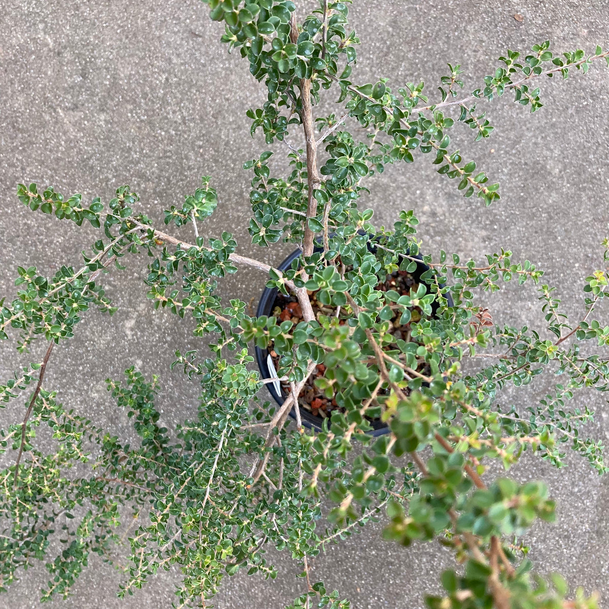 Leptospermum rotundifolium 'Julie Ann' - 1 gallon plant – Norrie's Gift ...