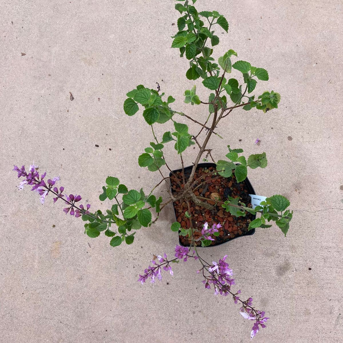 Ocimum labiatum - 1 gallon plant – Norrie's Gift and Garden Shop at the ...