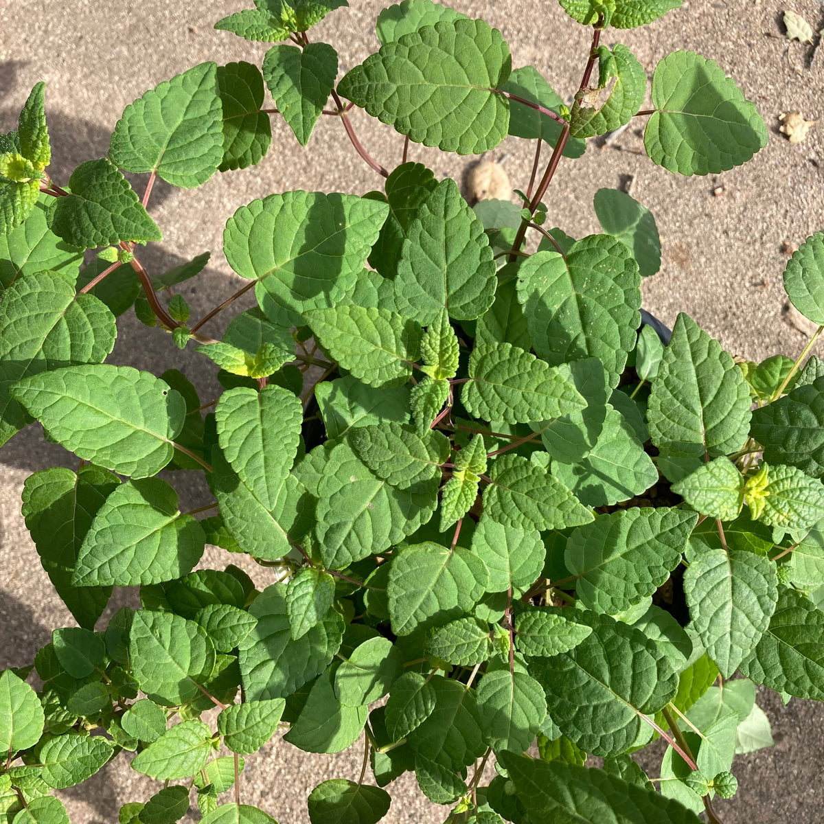 Salvia holwayi - 1 gallon plant – Norrie's Gift and Garden Shop at the ...