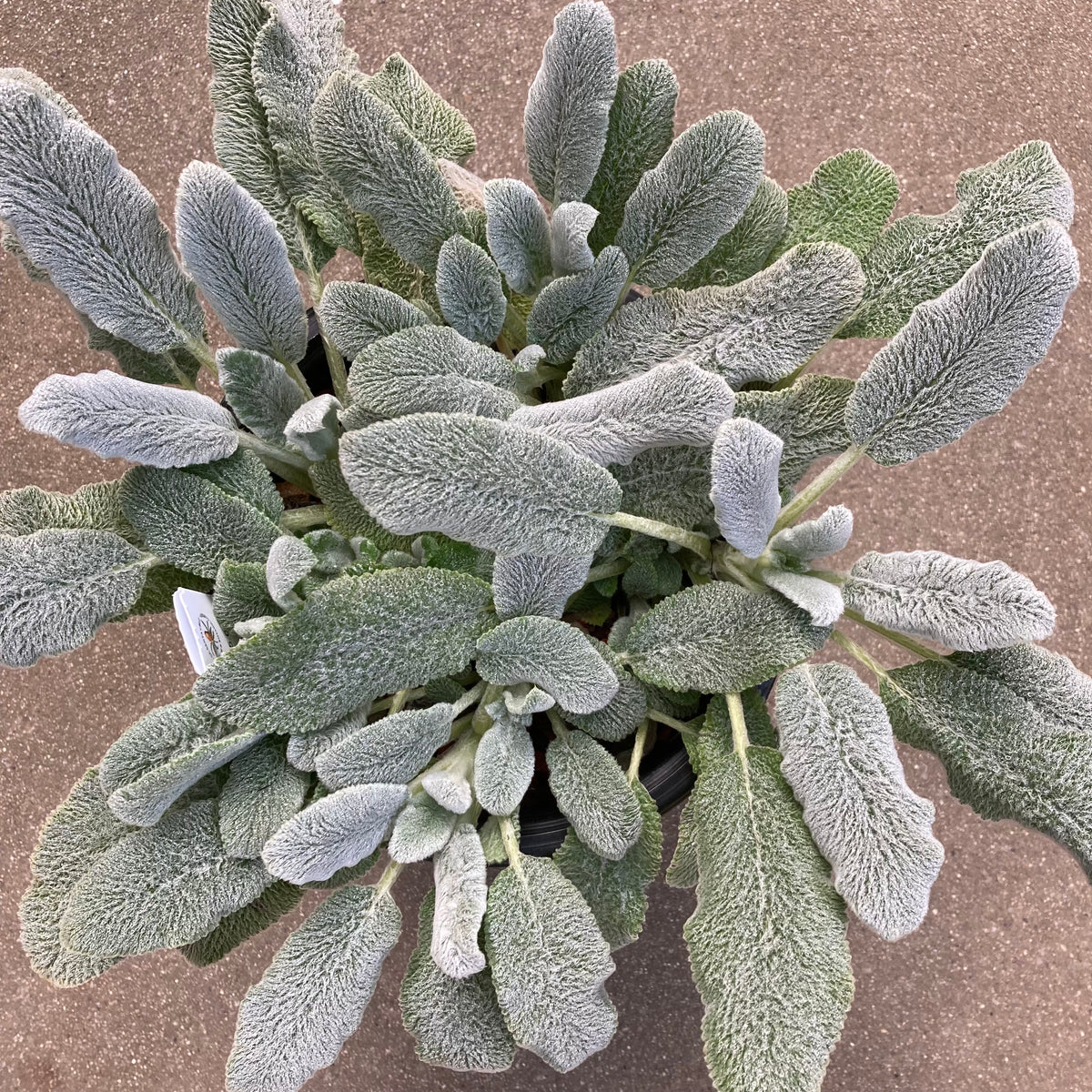 Stachys byzantina 'Silver Carpet' - 1 gallon plant – Norrie's Gift and ...