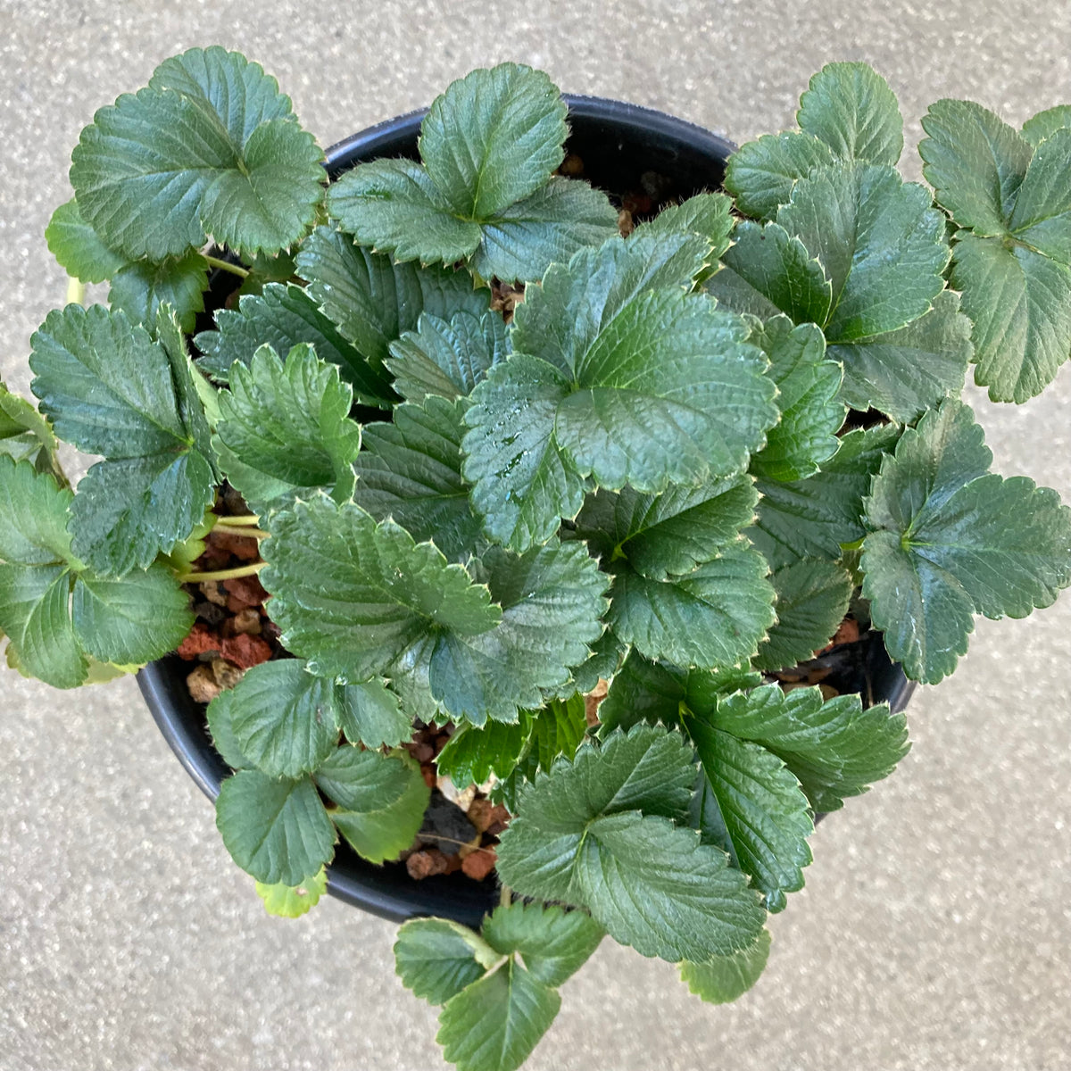 Strawberry (edible- light pink flower) - 1 gallon plant – Norrie's Gift ...