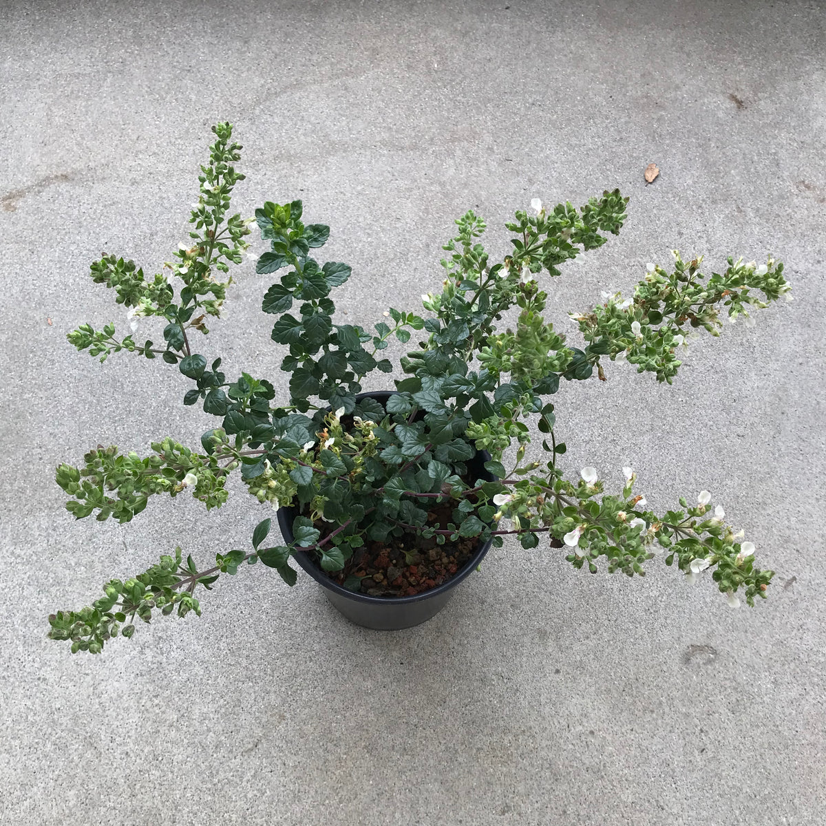 Teucrium chamaedrys 'Alba' - 1 gallon plant – Norrie's Gift and Garden ...