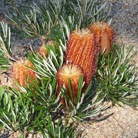 Banksia spinulosa 'Stumpy Gold' - 5 gallon plant – Norrie's Gift and ...