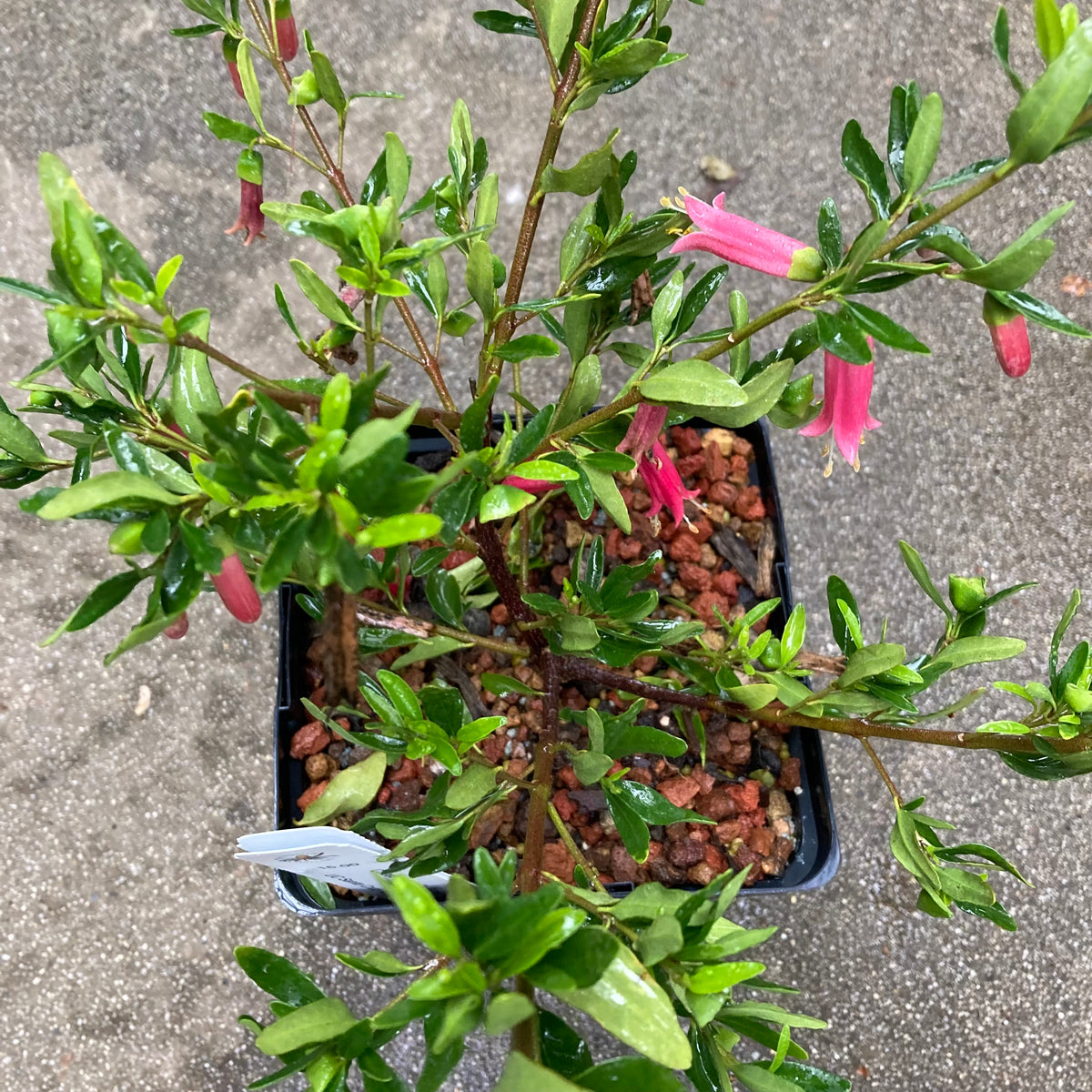 Correa pulchella 'Pink Flamingo' - 1 gallon plant – Norrie's Gift and ...