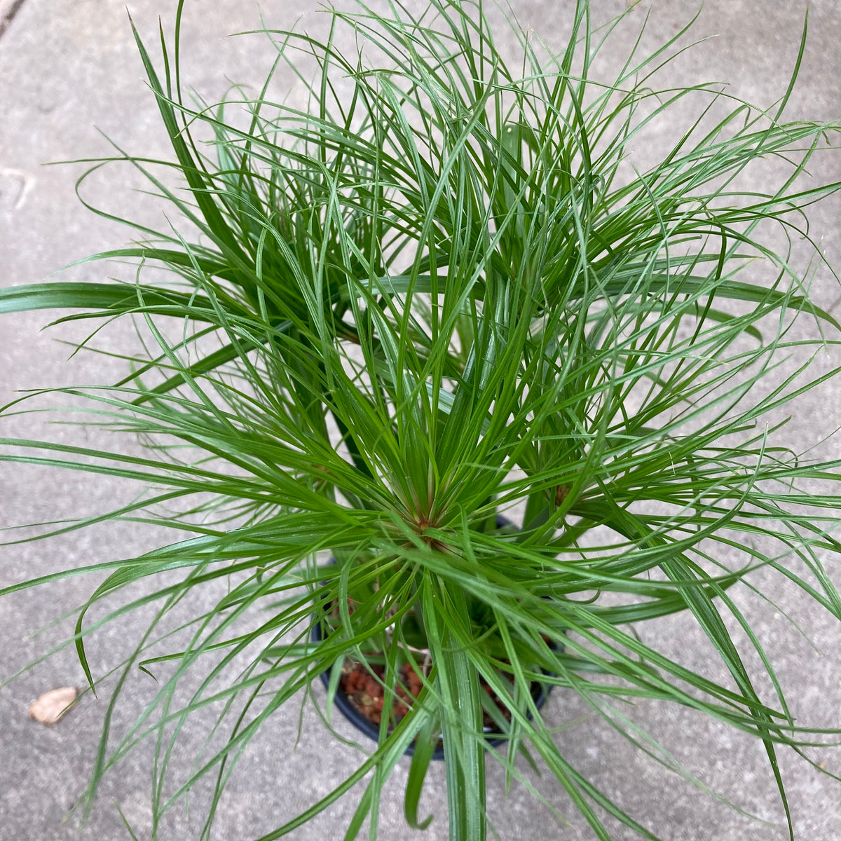 Cyperus papyrus (dwarf form) - 1 gallon plant – Norrie's Gift and ...
