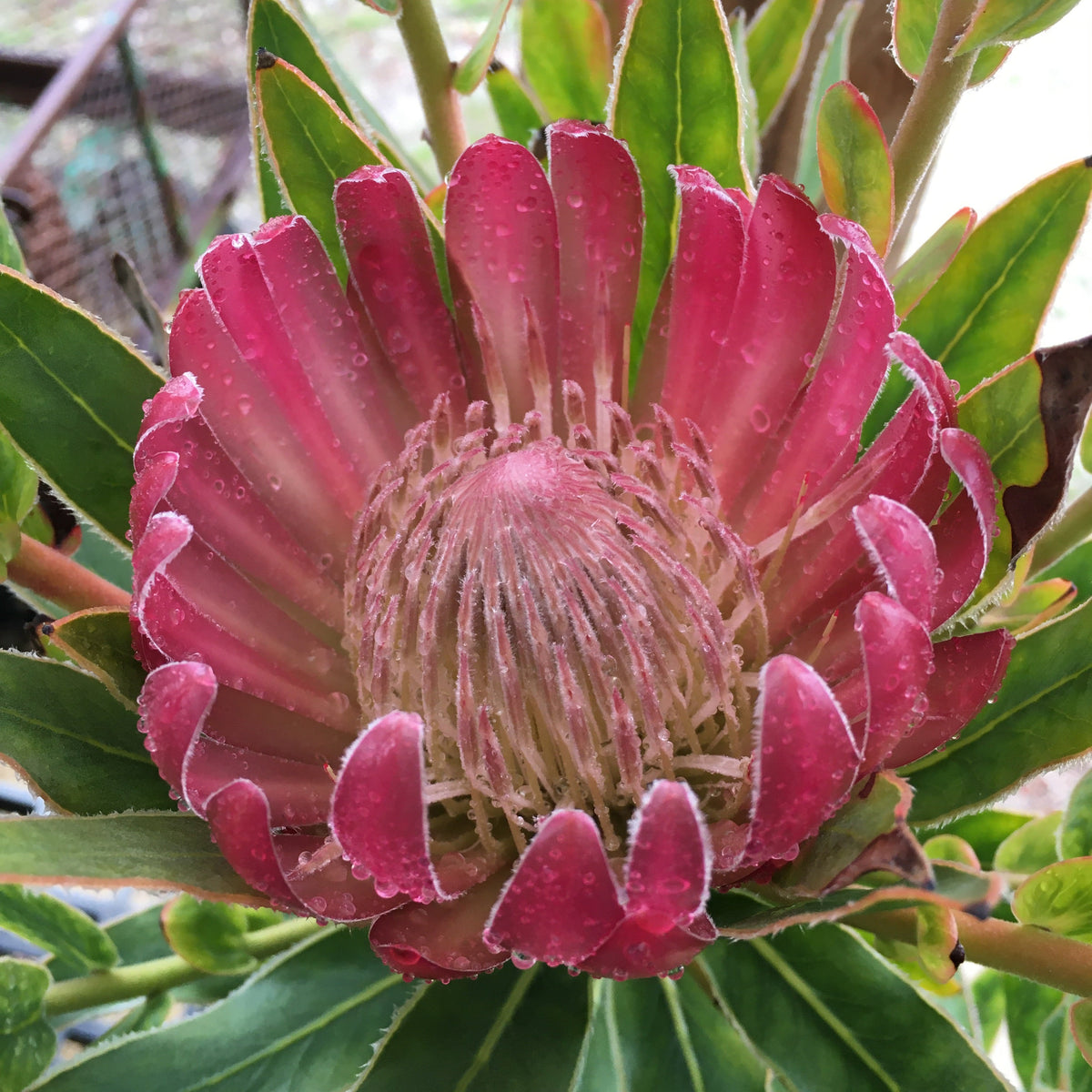 Protea 'Brenda' - 2 gallon plant – Norrie's Gift and Garden Shop at the ...