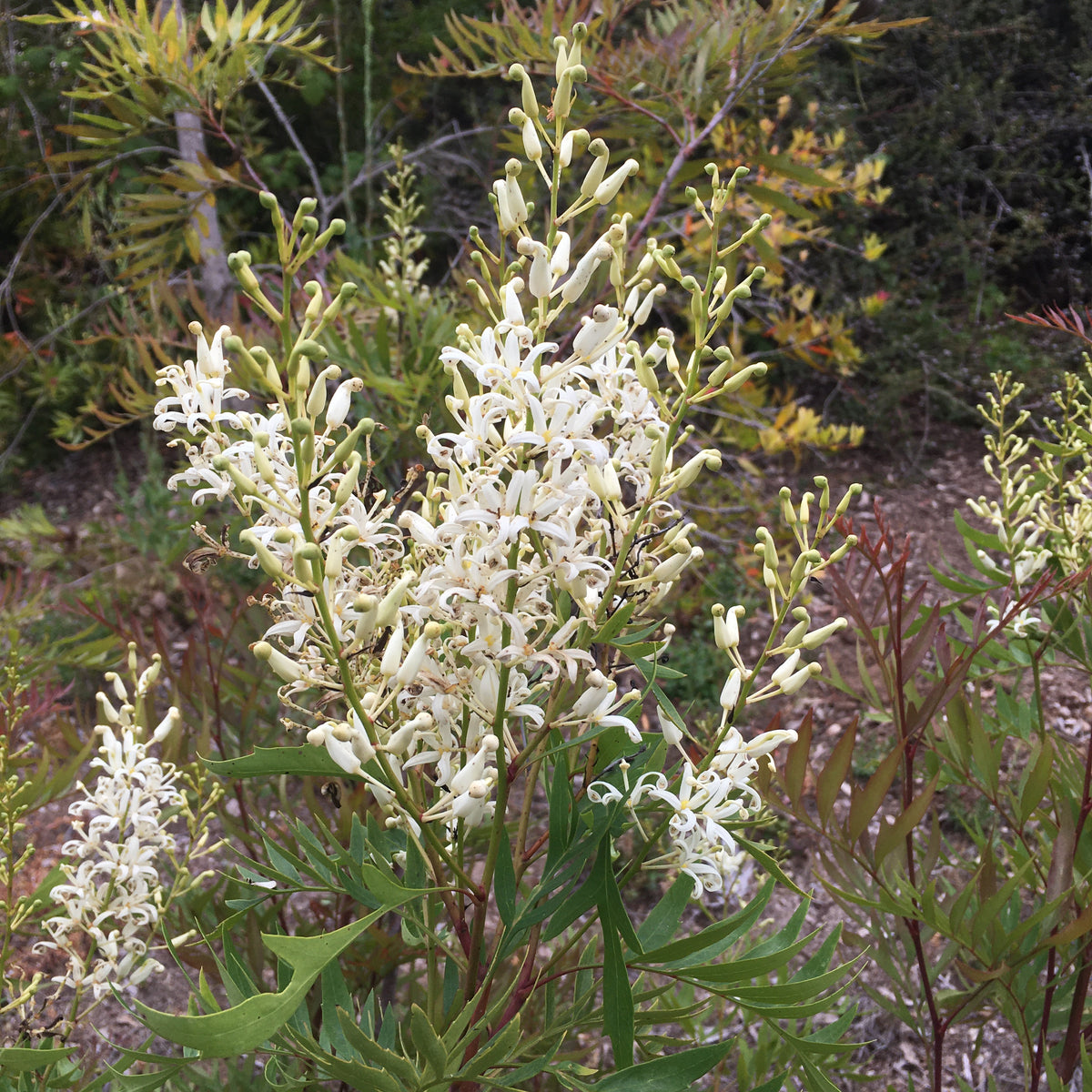 Lomatia silaifolia - 1 gallon plant – Norrie's Gift and Garden Shop at ...