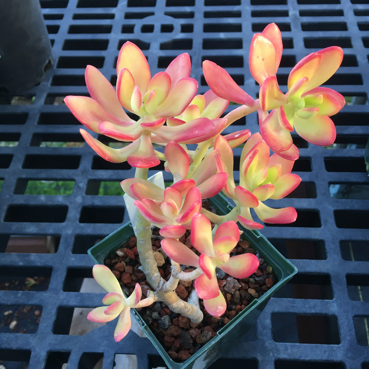Sedum dendroideum - 6 inch plant – Norrie's Gift and Garden Shop at the ...
